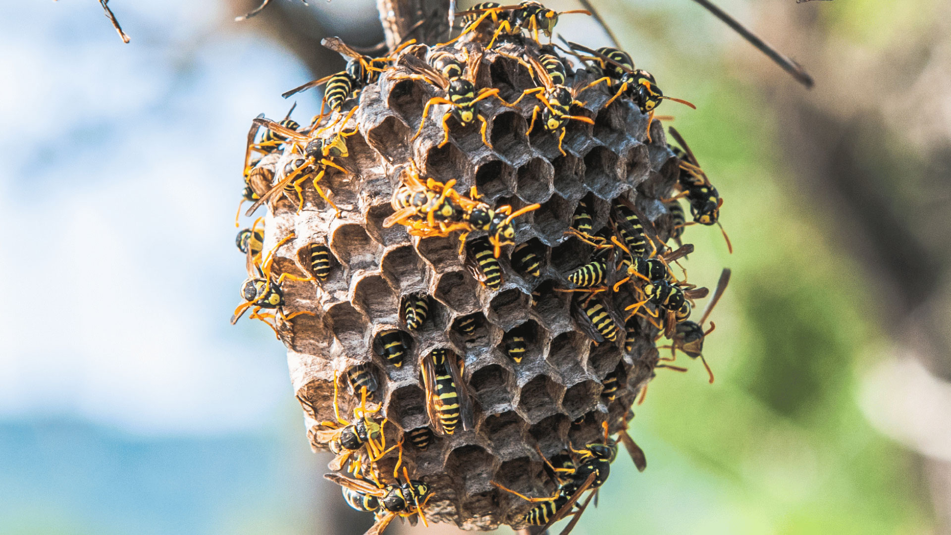 Bee Removal in the Twin Cities, MN | Bee Hive Removal & Extermination