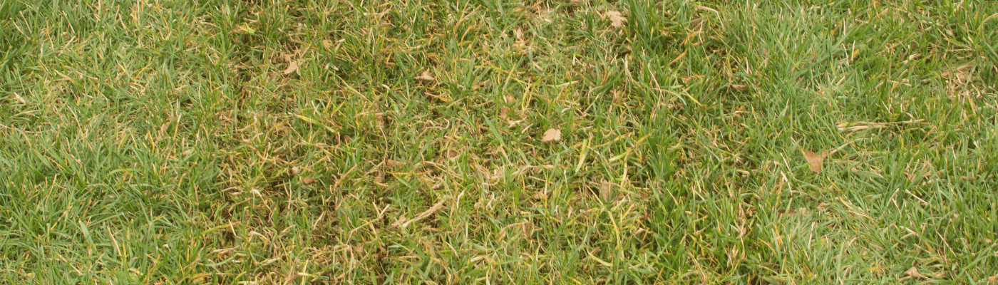 Lawn Slit Seeding Service in Minnesota