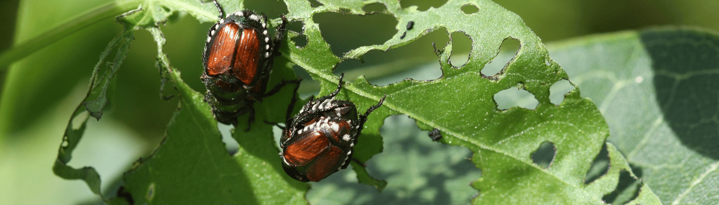 Japanese Beetle Control and Treatment For Tree Damage In MN